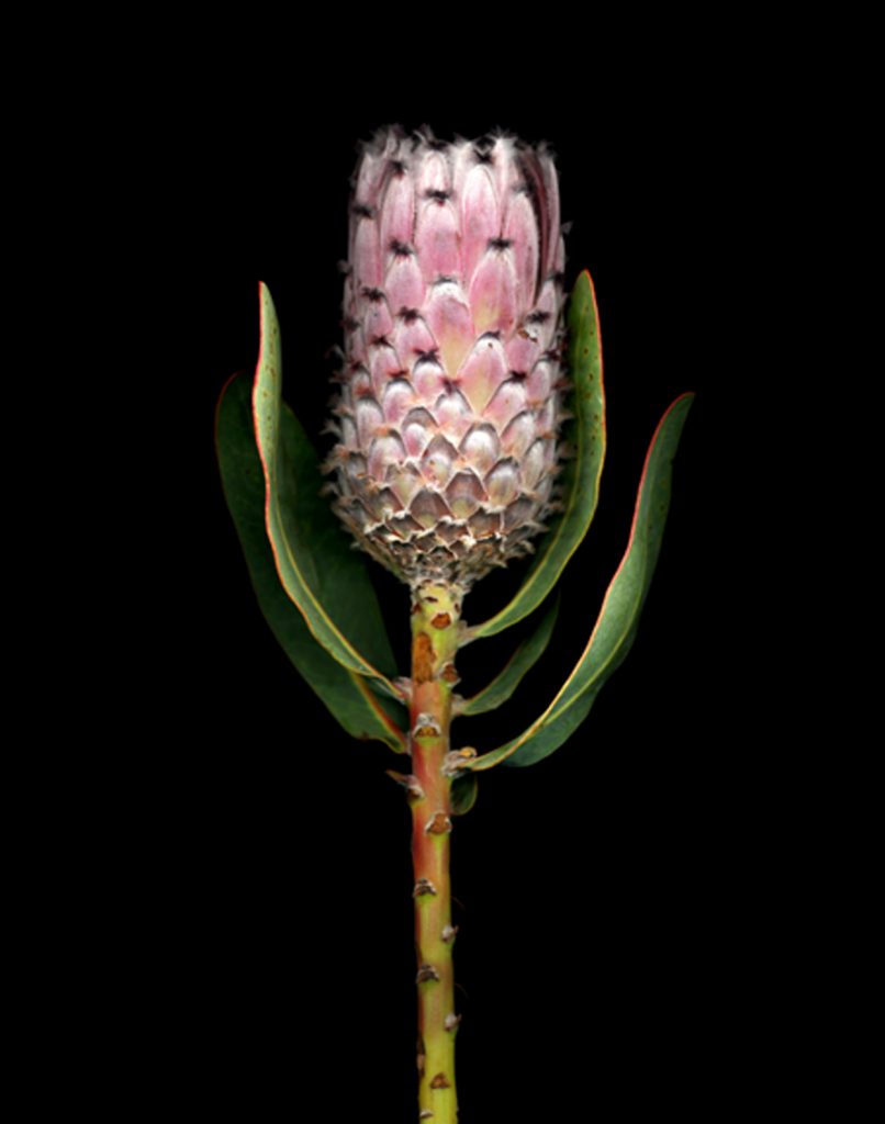Pink Mink Protea - A Gallery for Fine Photography