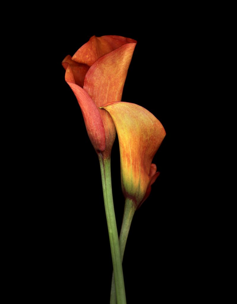 Mango Lily - A Gallery for Fine Photography