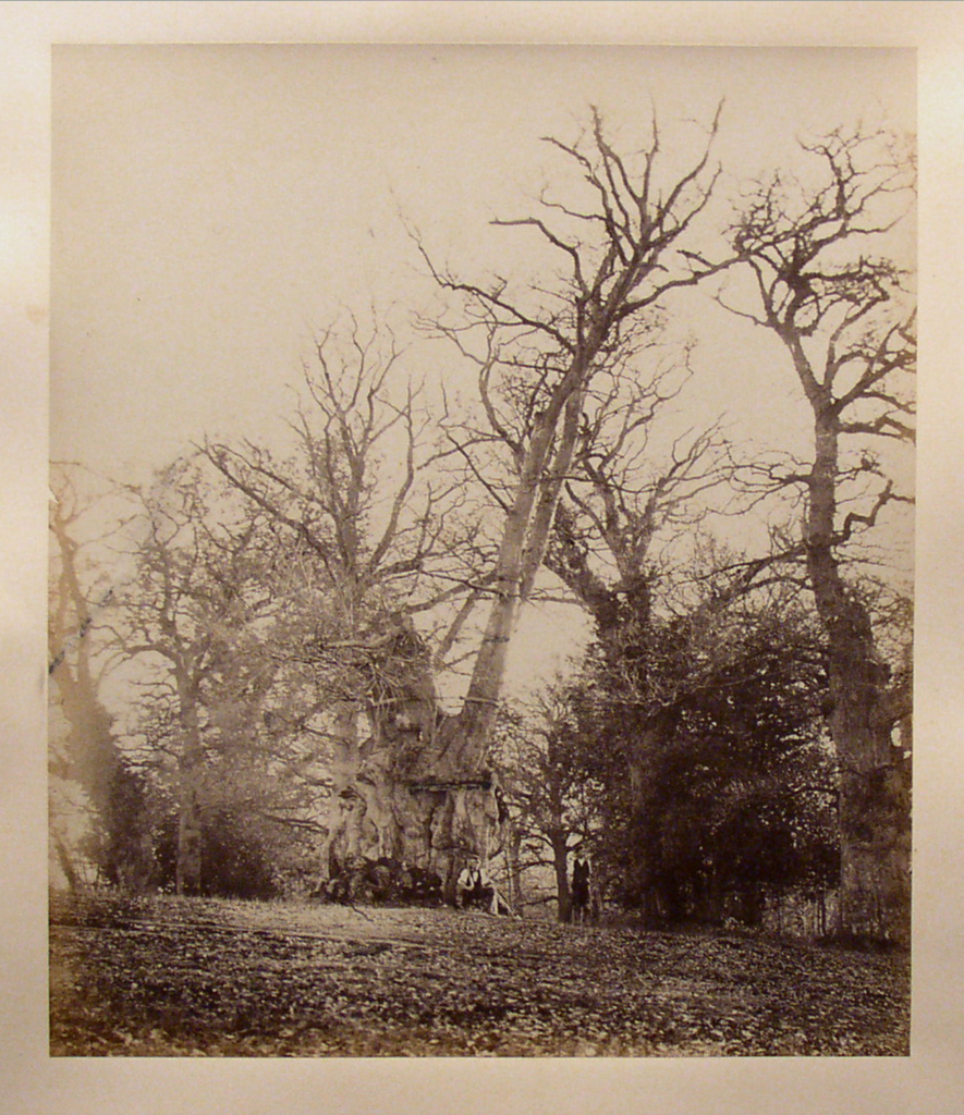 Old Pollard Beech at Ascot Gate, Great Windsor Park - A Gallery for ...