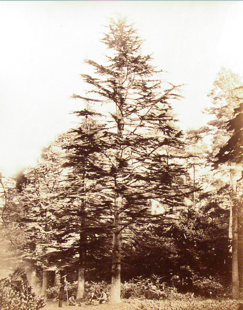 Young Cedar In Belvedere Wood, Great Windsor Park - A Gallery for Fine ...