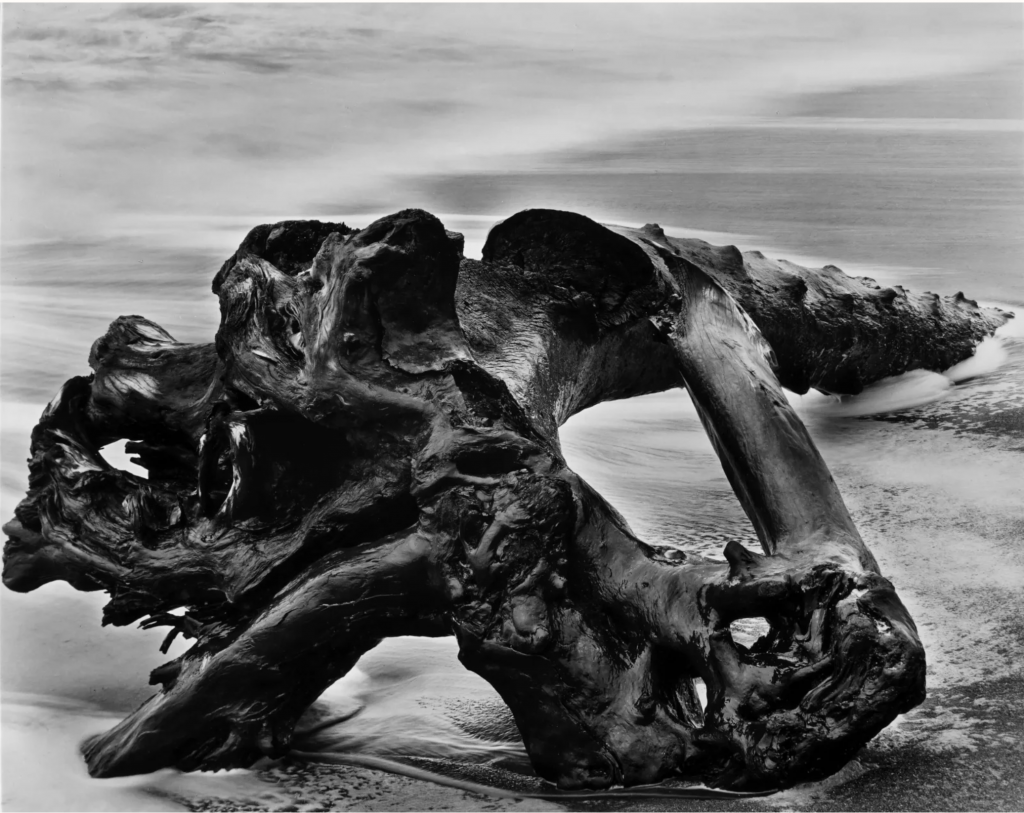 Wynn Bullock Photography - A Gallery for Fine Photography