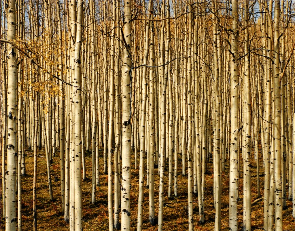 Landscape #02, Aspen Forest San Juan National Forest, CO - A Gallery ...