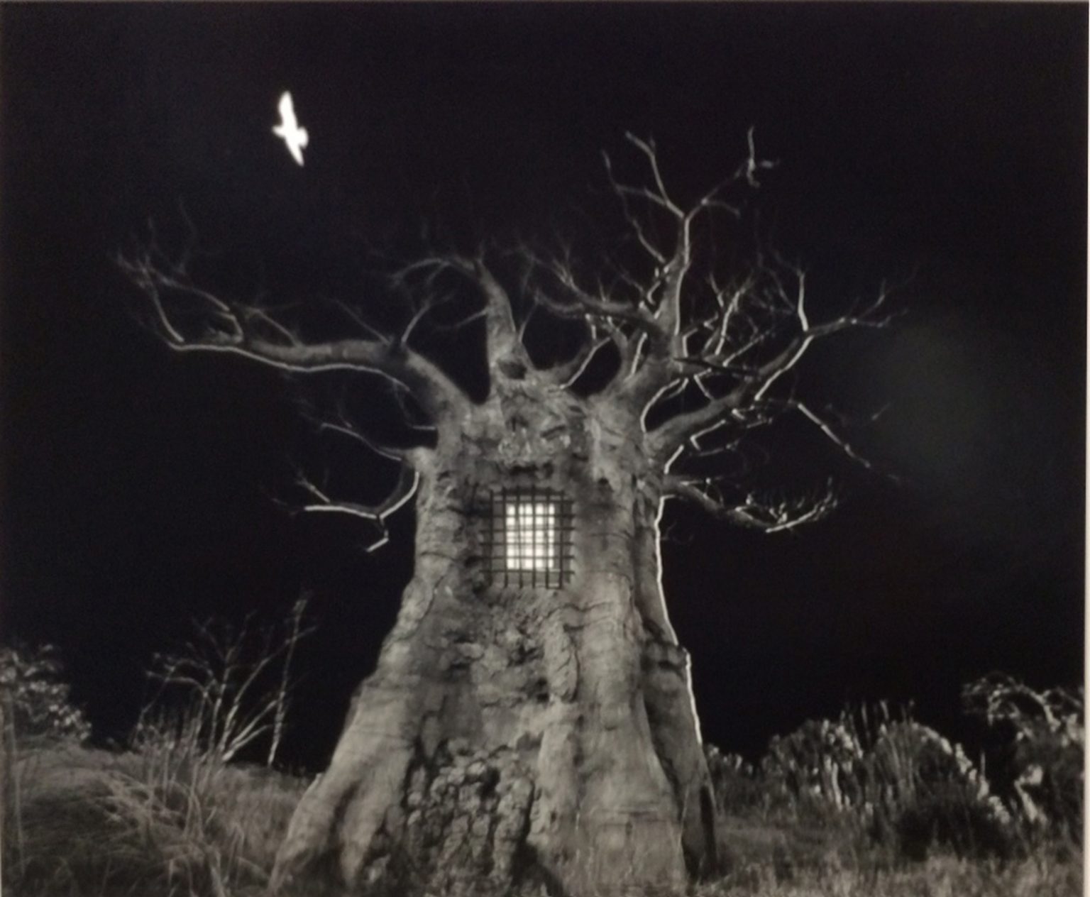 Untitled, Tree with window and black sky bird - A Gallery for Fine ...